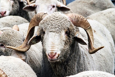 Jenis Domba Unggul Bisa Didapatkan Dengan Cara Ini | Gemar Ternak dan ...