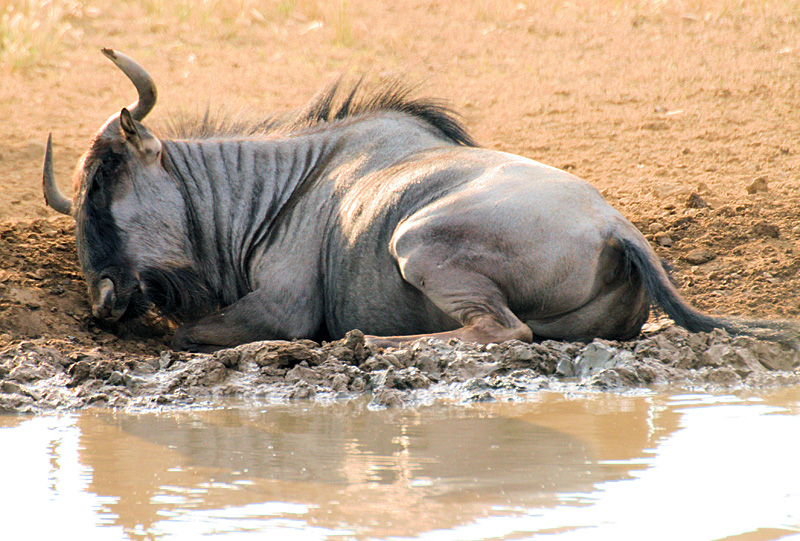 The Wildebeest | Information & Basic Facts | Animals Lover