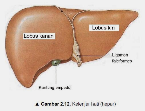 Hati / Hepar ( Kelenjar Pencernaan ) | Ilmu Kesehatan