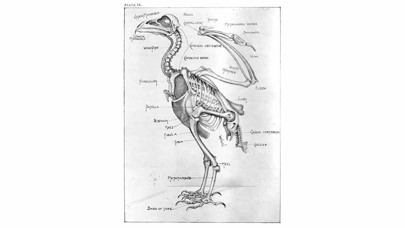 Rigging Asylum: Bird Anatomy - Skeletal