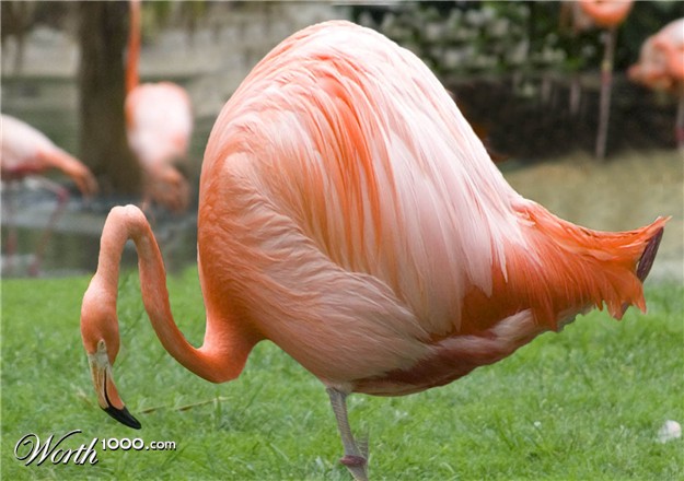 The Plural Of Hyena: Fat Birds