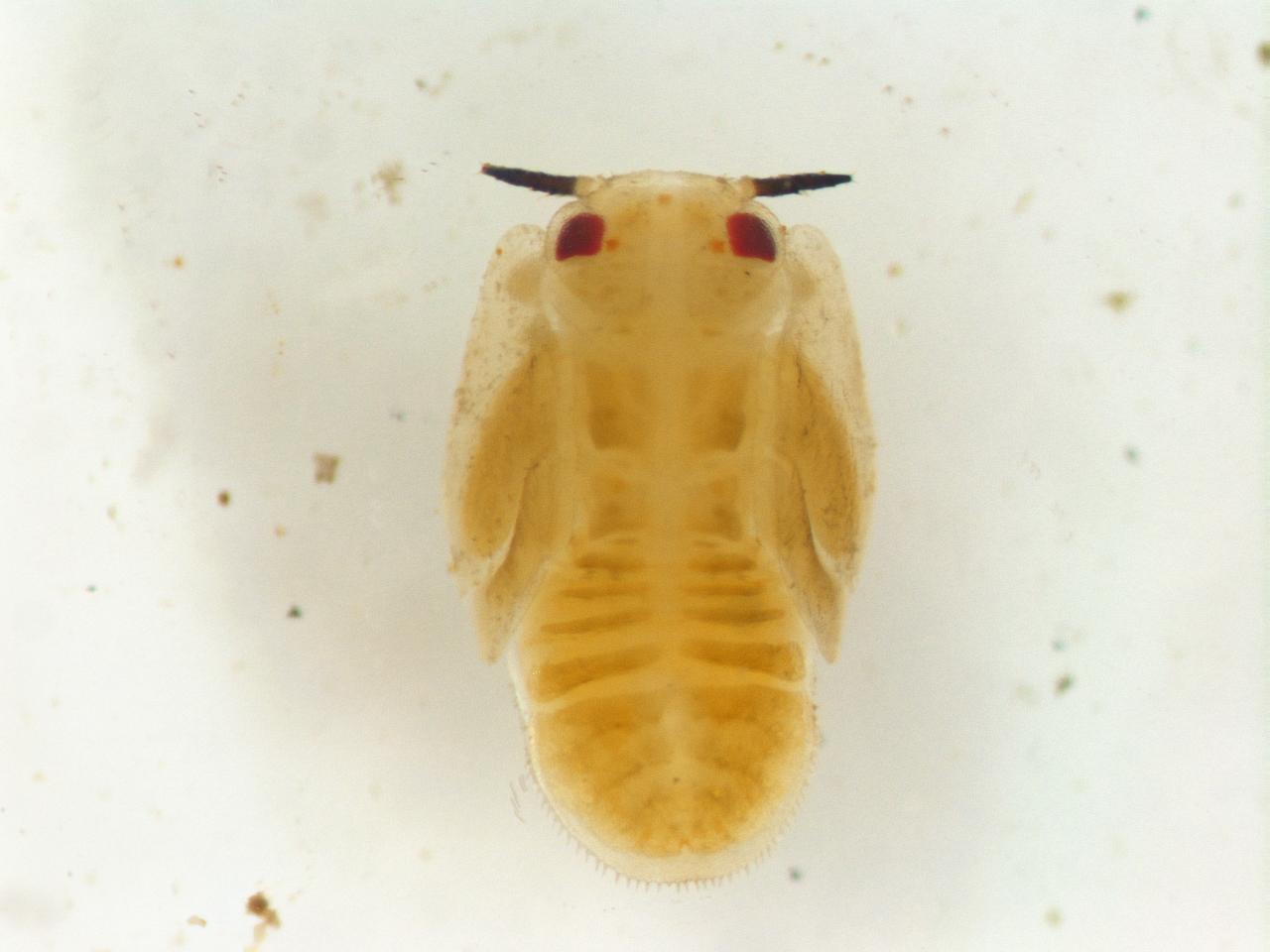 CICLO BIOLOGICO DE DIAPHORINA CITRI