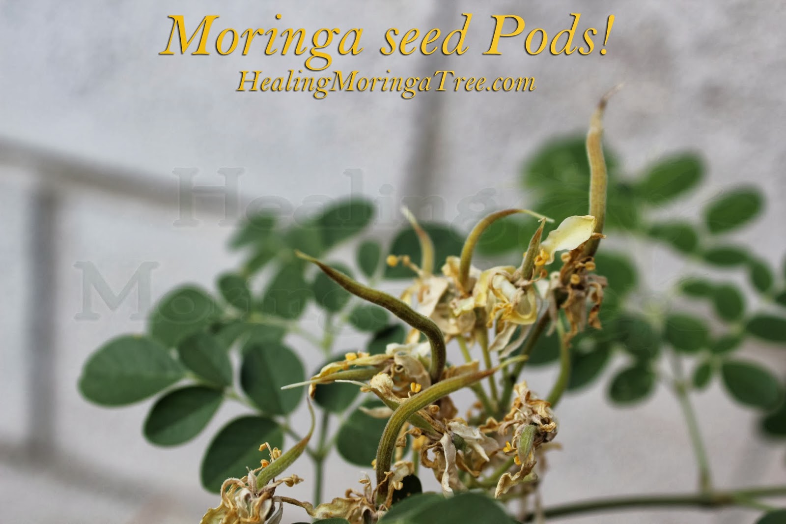 Healing Moringa Tree: New Moringa Oleifera seed Pods at 5 months!