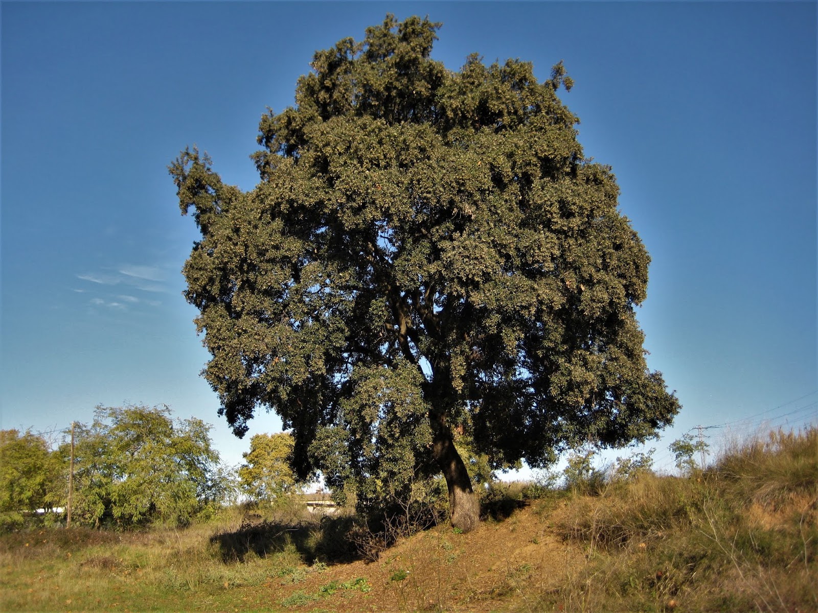 a lluc de cuc: Cucar glans i soterrar-se