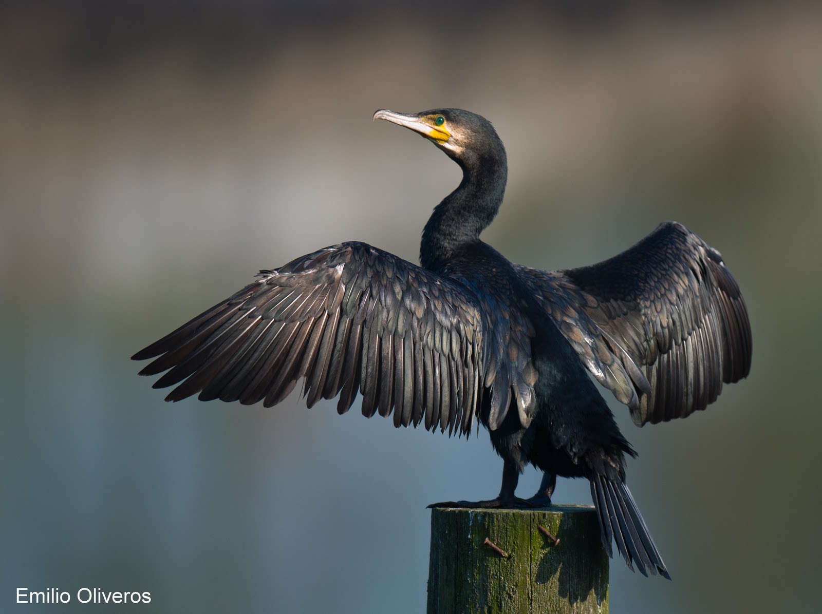 HEGAZTIKLIK: CORMORÁN GRANDE (Phalacrocorax carbo)