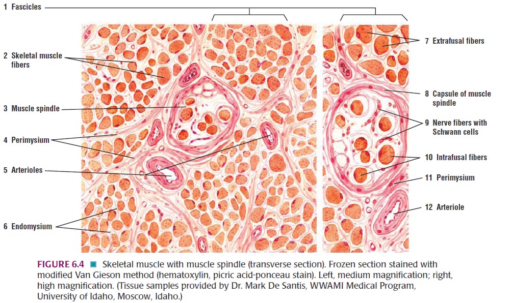 Histologi:Jaringan Otot (Muscle Tisuue) | BlogK Putih
