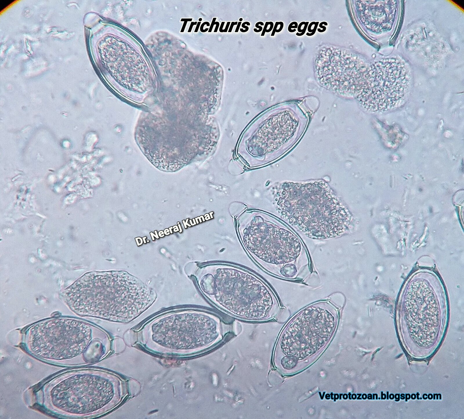VETERINARY PARASITOLOGY