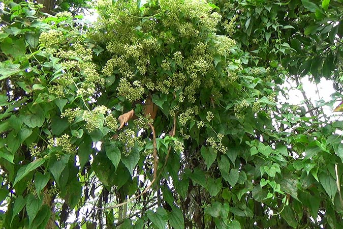 Bitter vine (Mikania micrantha)
