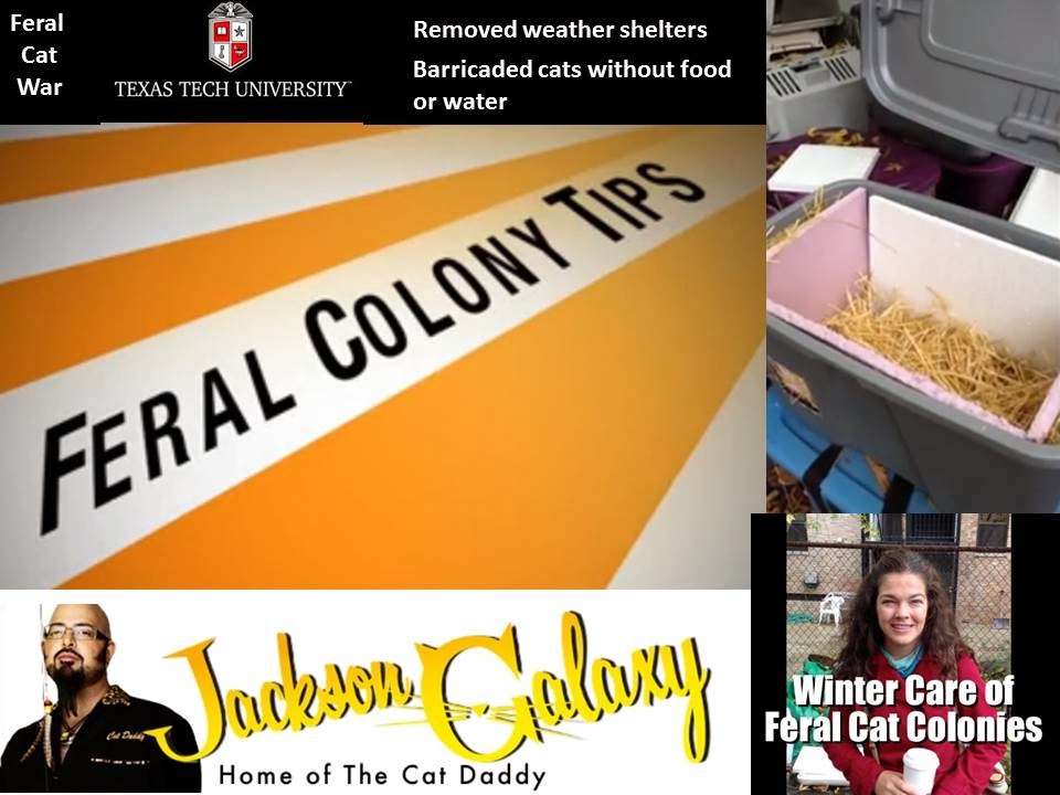 State of the Division: Chilly Update on Texas Tech Feral Cats