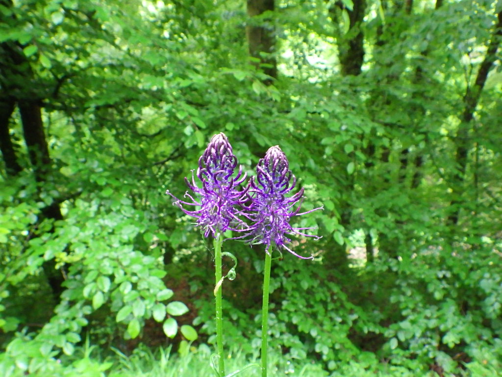 quatre saisons: frais