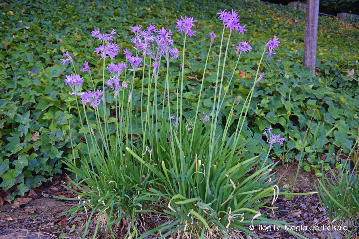 TULBAGHIA VIOLACEA, bonita flor que huele a ...