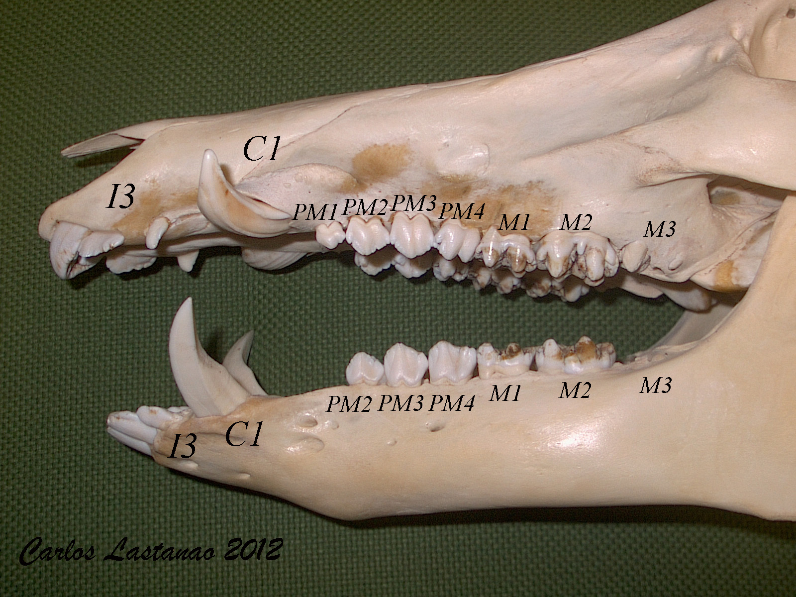 El cerdo. Reivindicación de un animal vilipendiado.