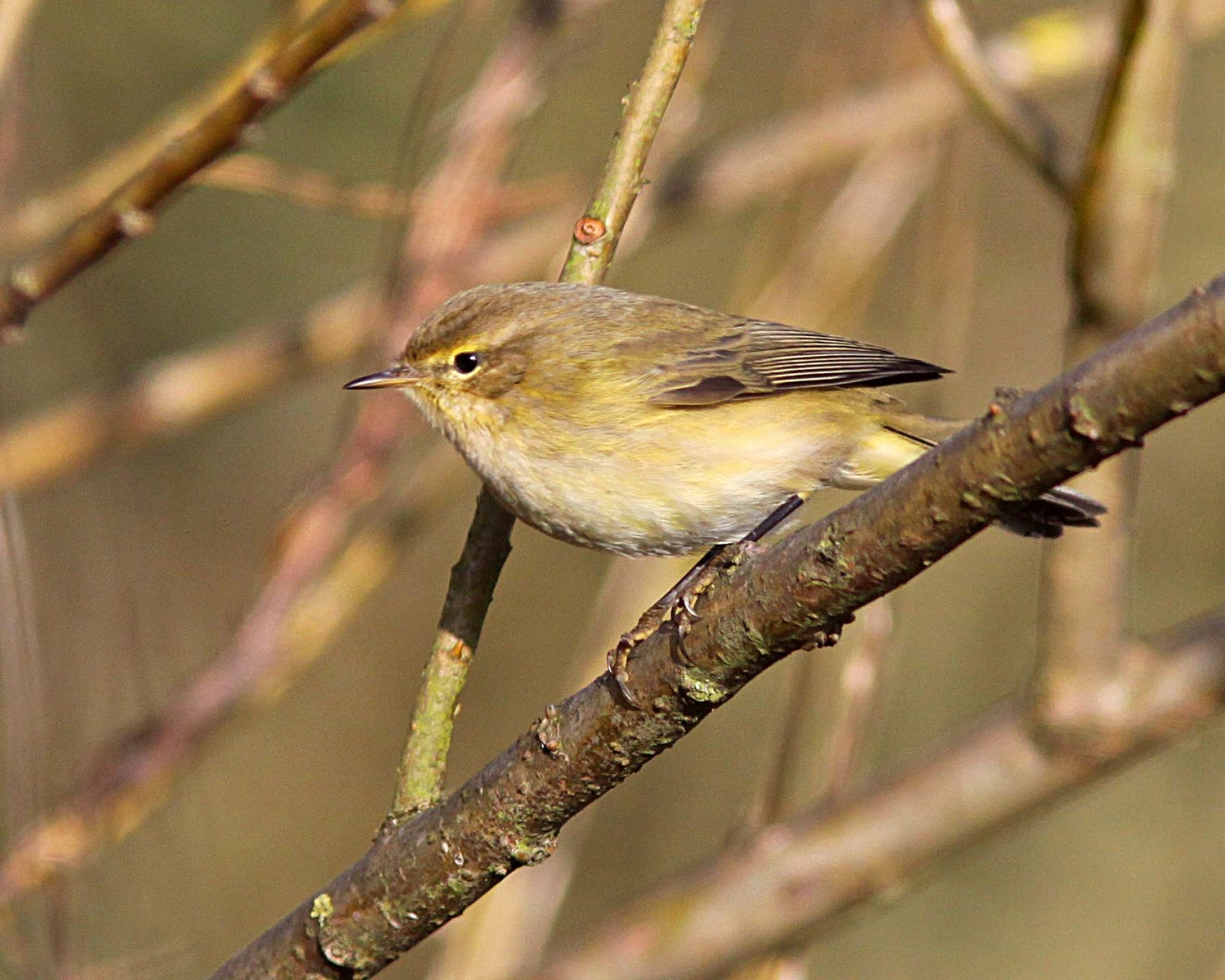 Northamptonshire Birding: Chiffchaffs