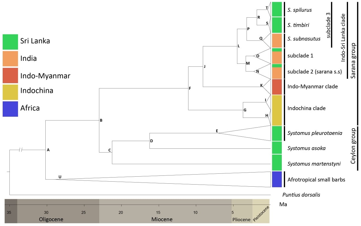 Species New to Science: [Ichthyology • 2020] Diversity, Phylogeny and ...