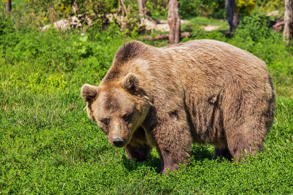 Características del oso pardo europeo