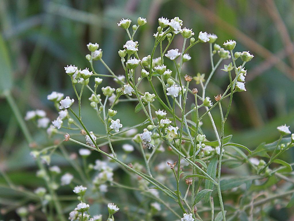 Guayule - Everything Tmey