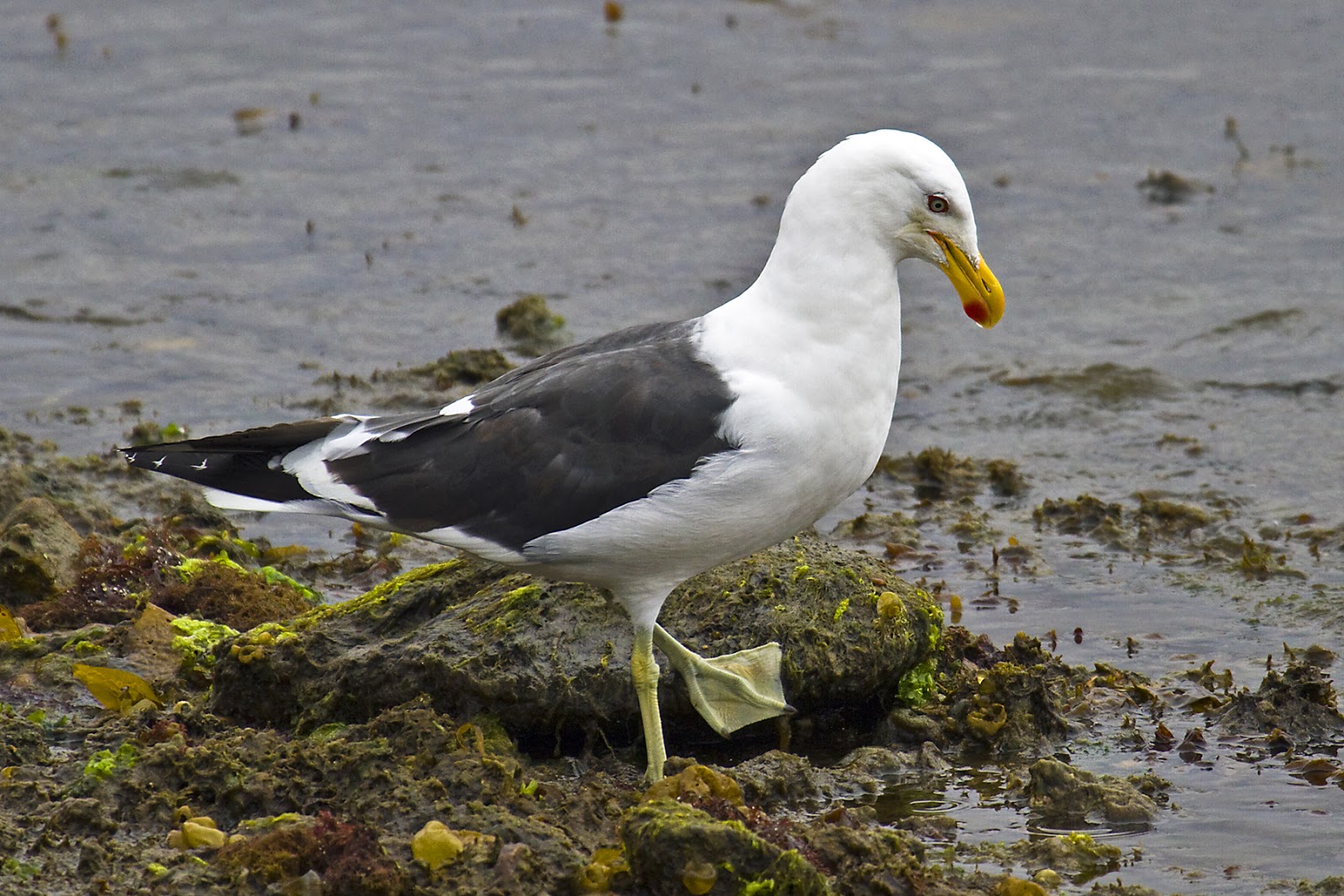 Antarctica & South America: A day in the Falklands, Kelp Gull