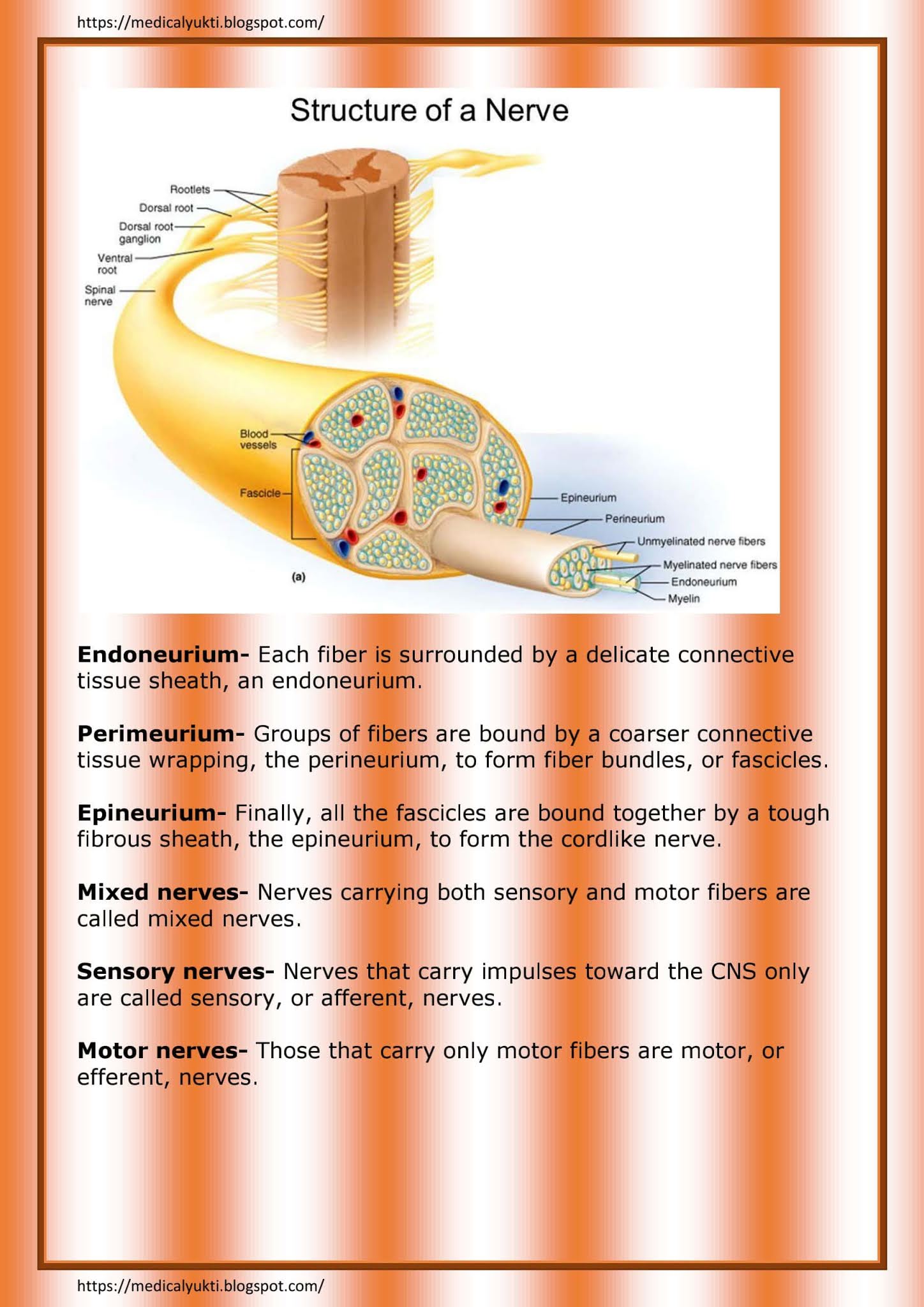 Nervous System Anatomy Physiology - Medical Yukti
