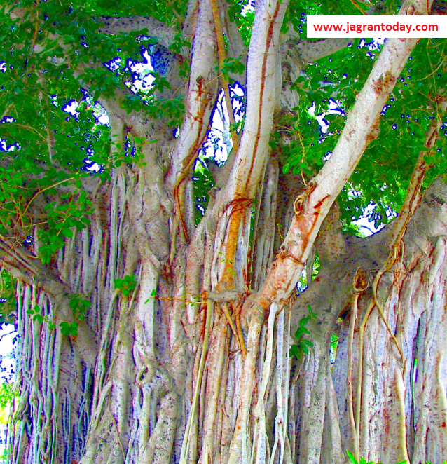 Ek Vardaan Hai Bargad ka Ped | एक वरदान है बरगद का पेड़ | Banyan Tree ...