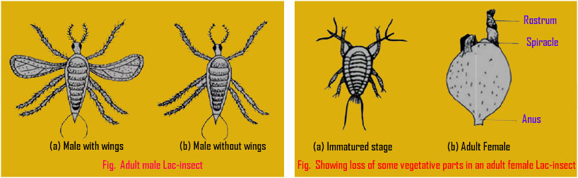 LAC CULTURE || ECONOMIC ZOOLOGY || B.Sc Class Notes|| PDF