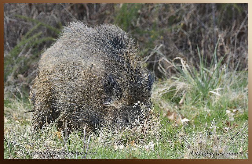 WILDLIFE GATEWAY: Wild boars: their diet