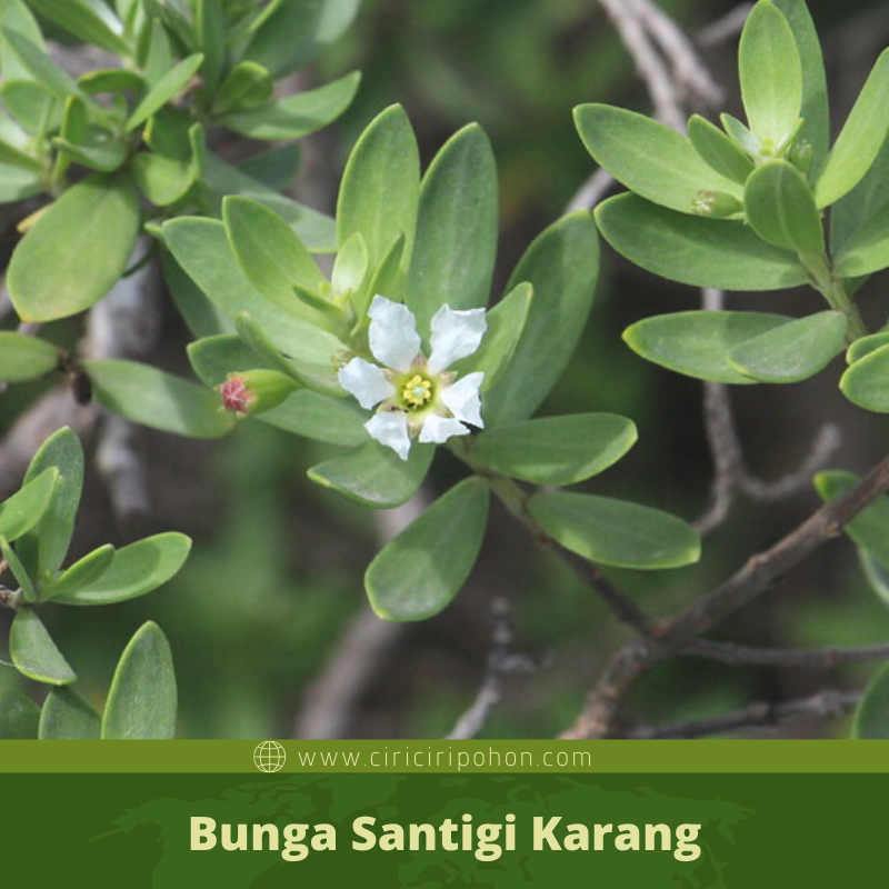 Ciri Ciri Pohon Santigi Karang (Pemphis acidula) Di Alam Liar ...
