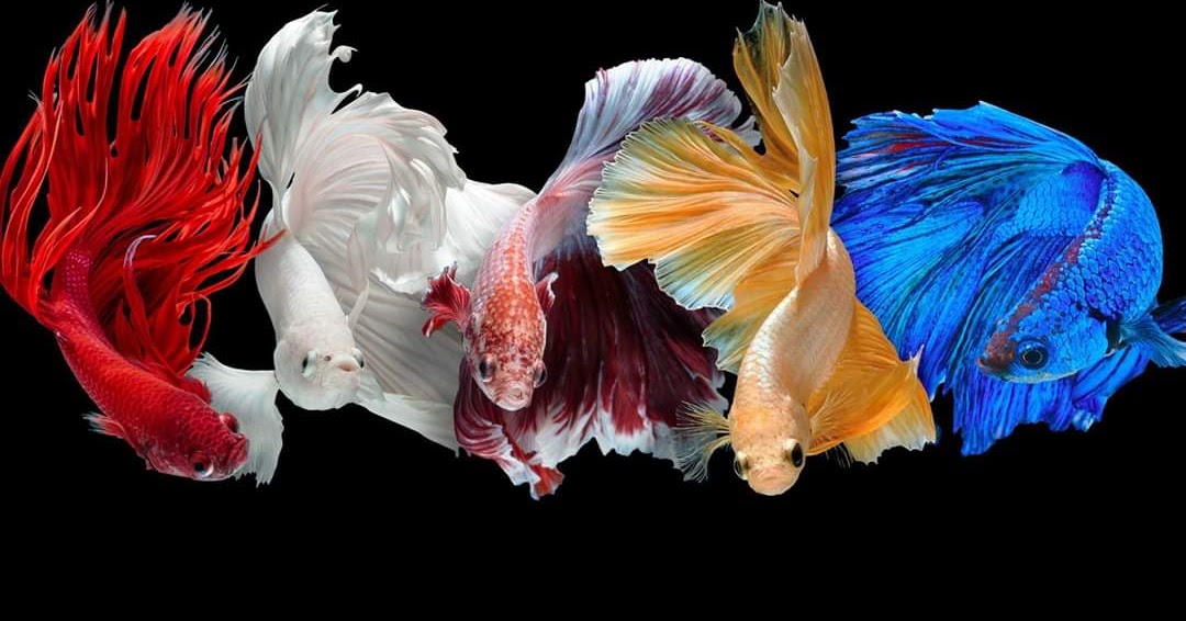 Gambar Ikan Cupang Slayer