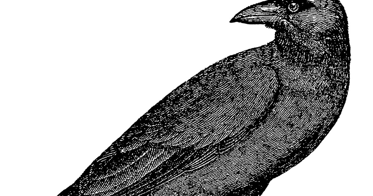 Digital Stamp Design: Vintage Free Crow Raven Drawing Bird Images ...