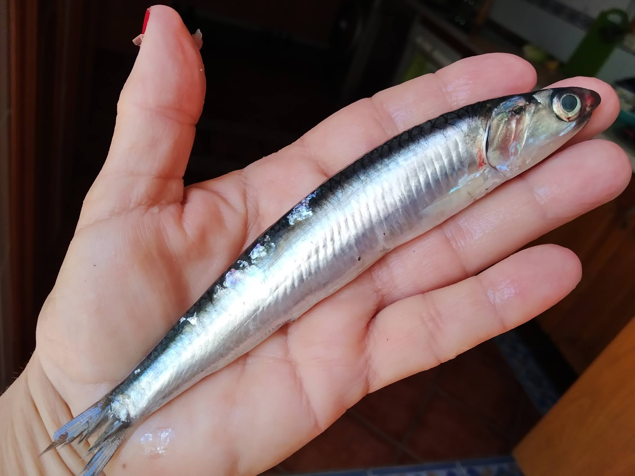 BOQUERONES FRITOS AL LIMON | Mi Cocina