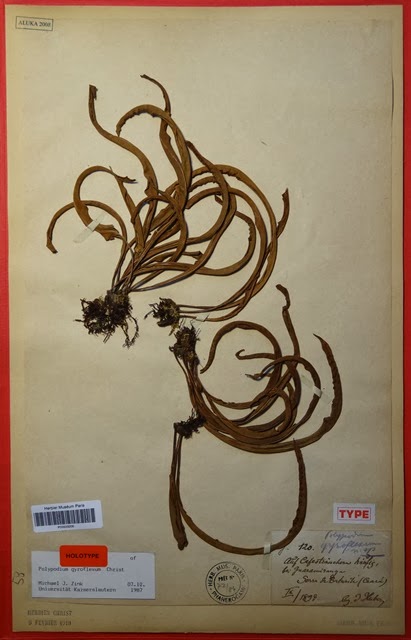 Jacques Huber and the Amazonian Botany: Plant collections