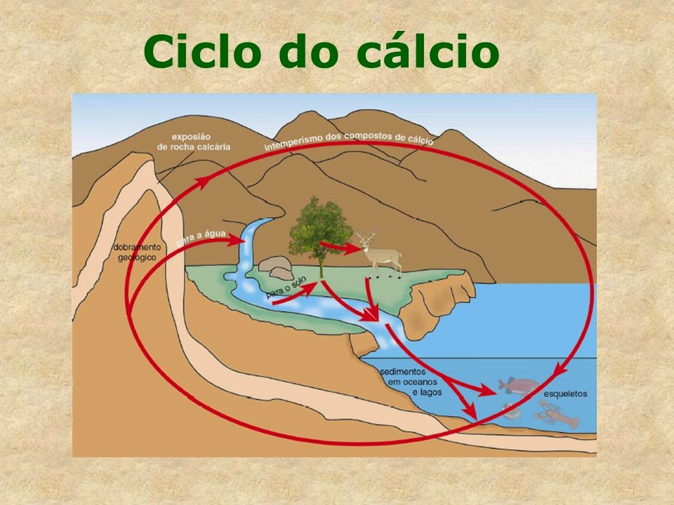 Ciclo Del Calcio [ Etapas ] Características, Importancia – HYSK