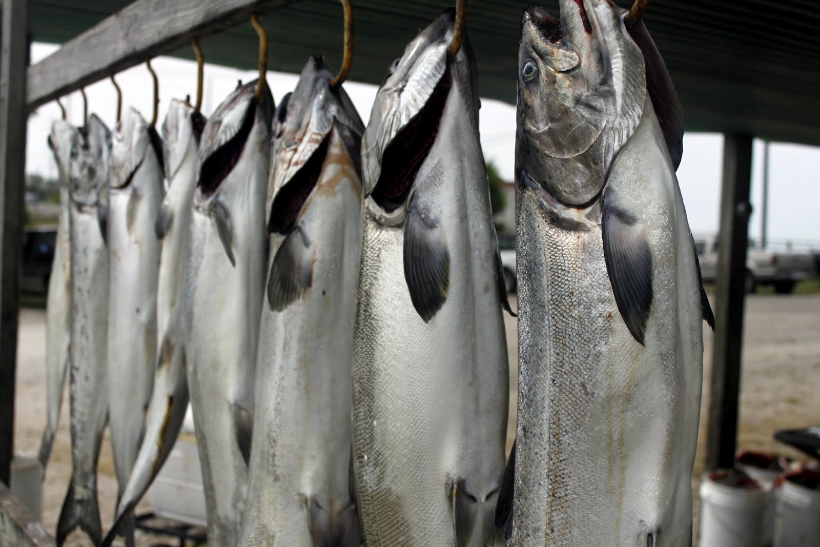 Great Lakes, Better Food: [Up North]: Gone Fishin' (and Drinkin') in ...