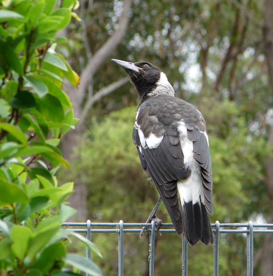 Snap Happy Birding: Australian Magpie-Lark + Masked Lapwing (Plover)