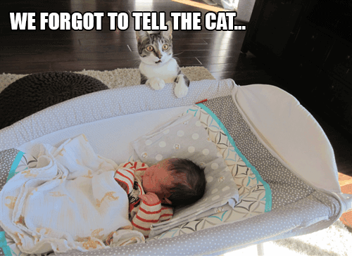 Chuck's Fun Page 2: Overly dramatic cats - 34 images