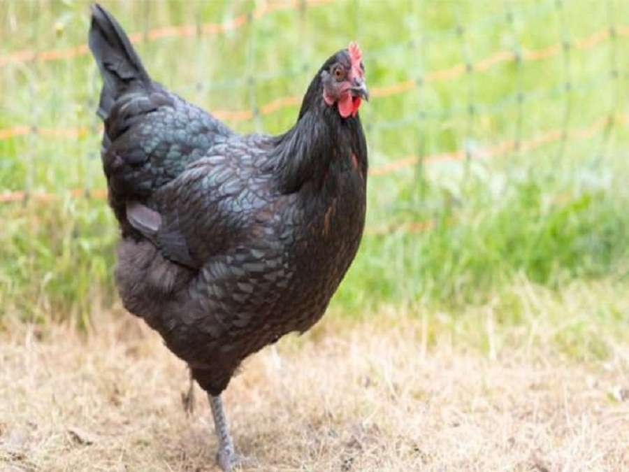 Ayam Australorp (Shutterstock)
