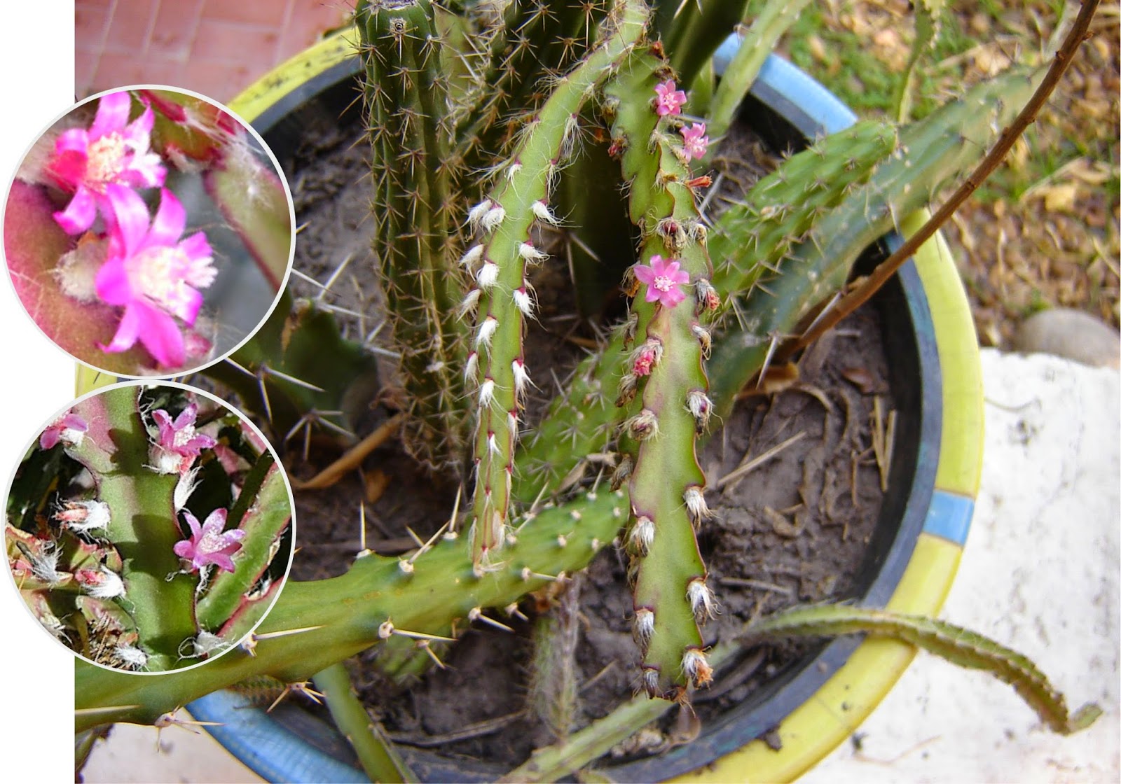 v e r d e c h a c o: Suelda consuelda / Sallaxataxaic