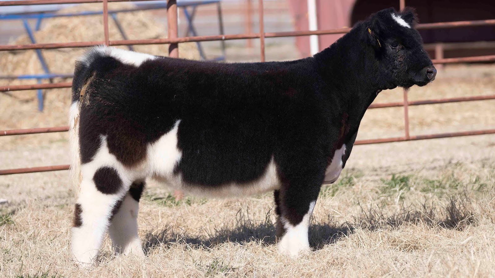 RCC Blog: Forbes & Graham Cattle Company