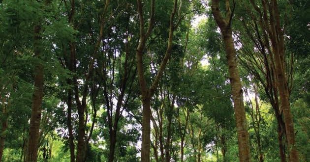 Pohon Mahoni ~ INPOHON