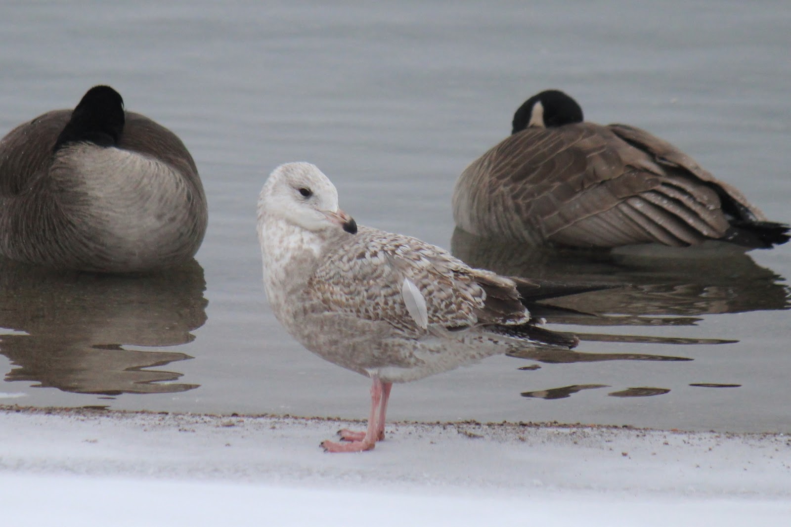 Wildlife Photography and Experiences with Brennan: Gulls... Gulls ...