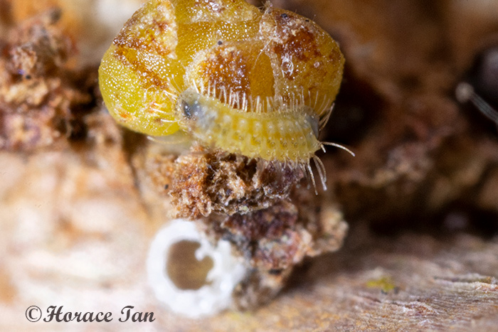 Butterflies of Singapore: Life History of the Banded Royal