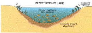 Freshwater Ecology: Oligotrophic, Mesotrophic, and Eutrophic Lakes
