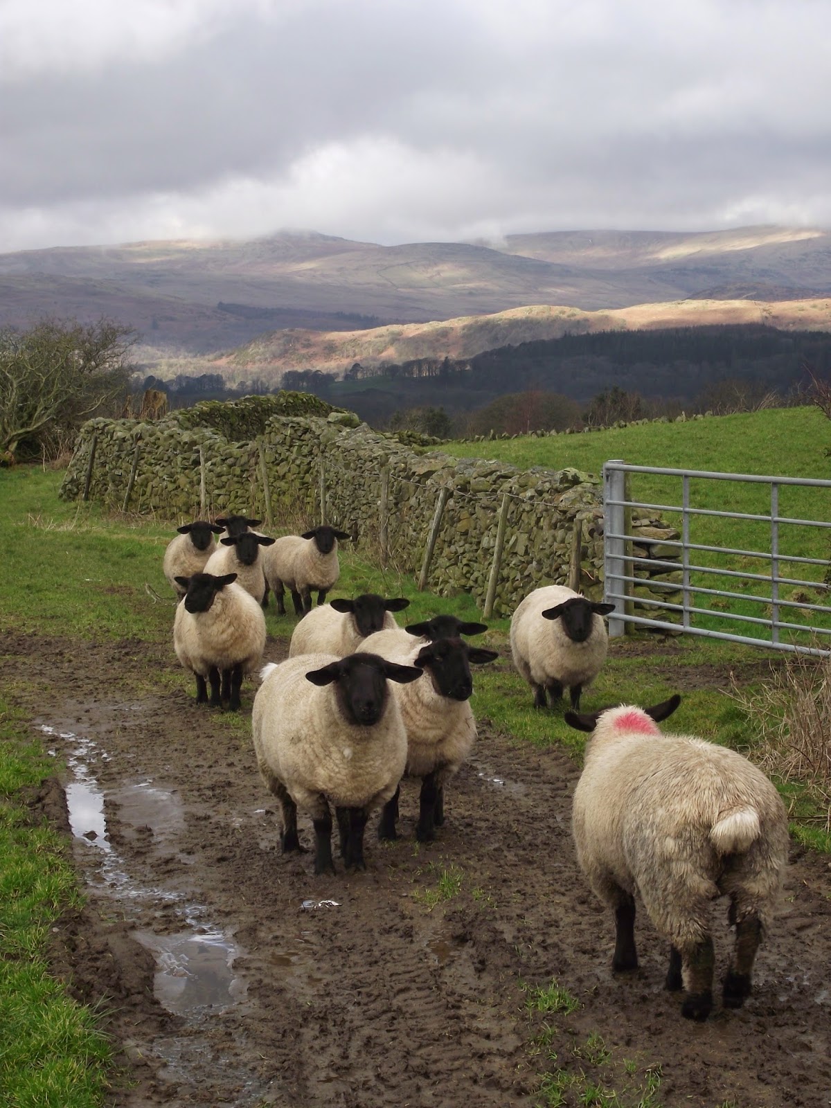 Learning at Home: Little Bo Peep and Education about Sheep!