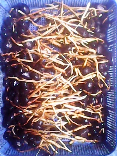 Budidaya Aren : Aren Dari A Sampai Z Dalam Foto