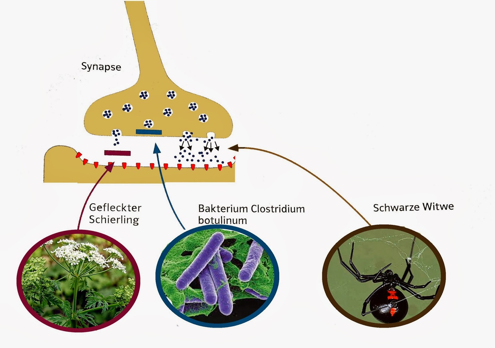 Lerninhalte: Neuroaktive Stoffe