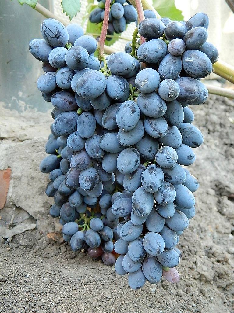 Anggur jenis Faith seedless | Pohon Anggur Genjah