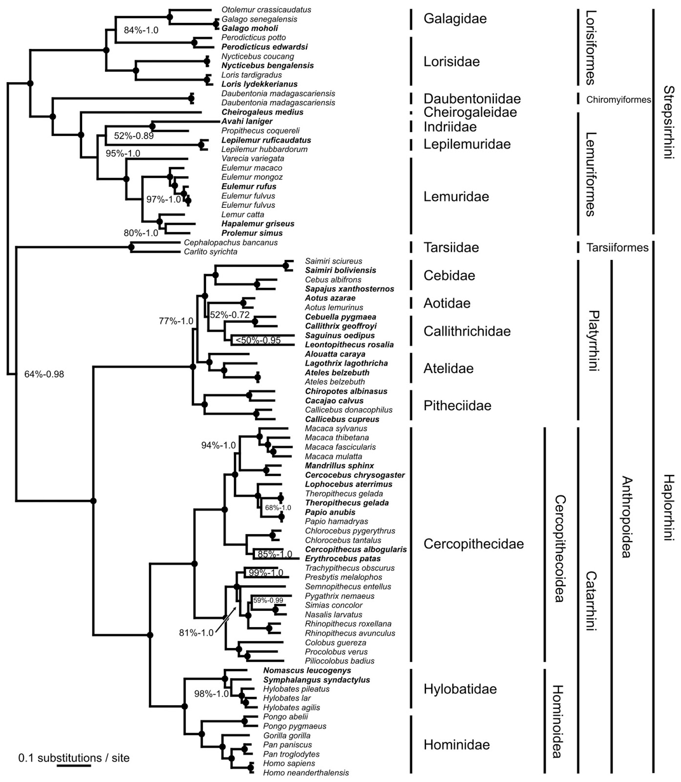 Paleoantropología hoy: Superfamilia Hominoidea: definición y sistemática