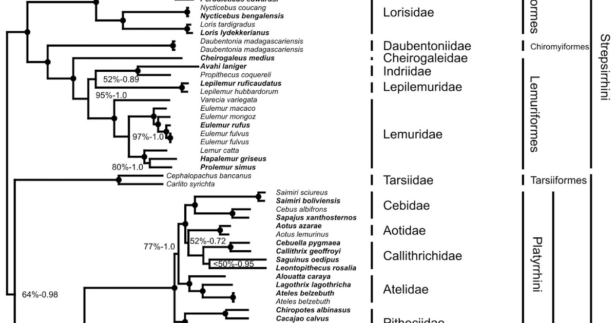 Paleoantropología hoy: Superfamilia Hominoidea: definición y sistemática