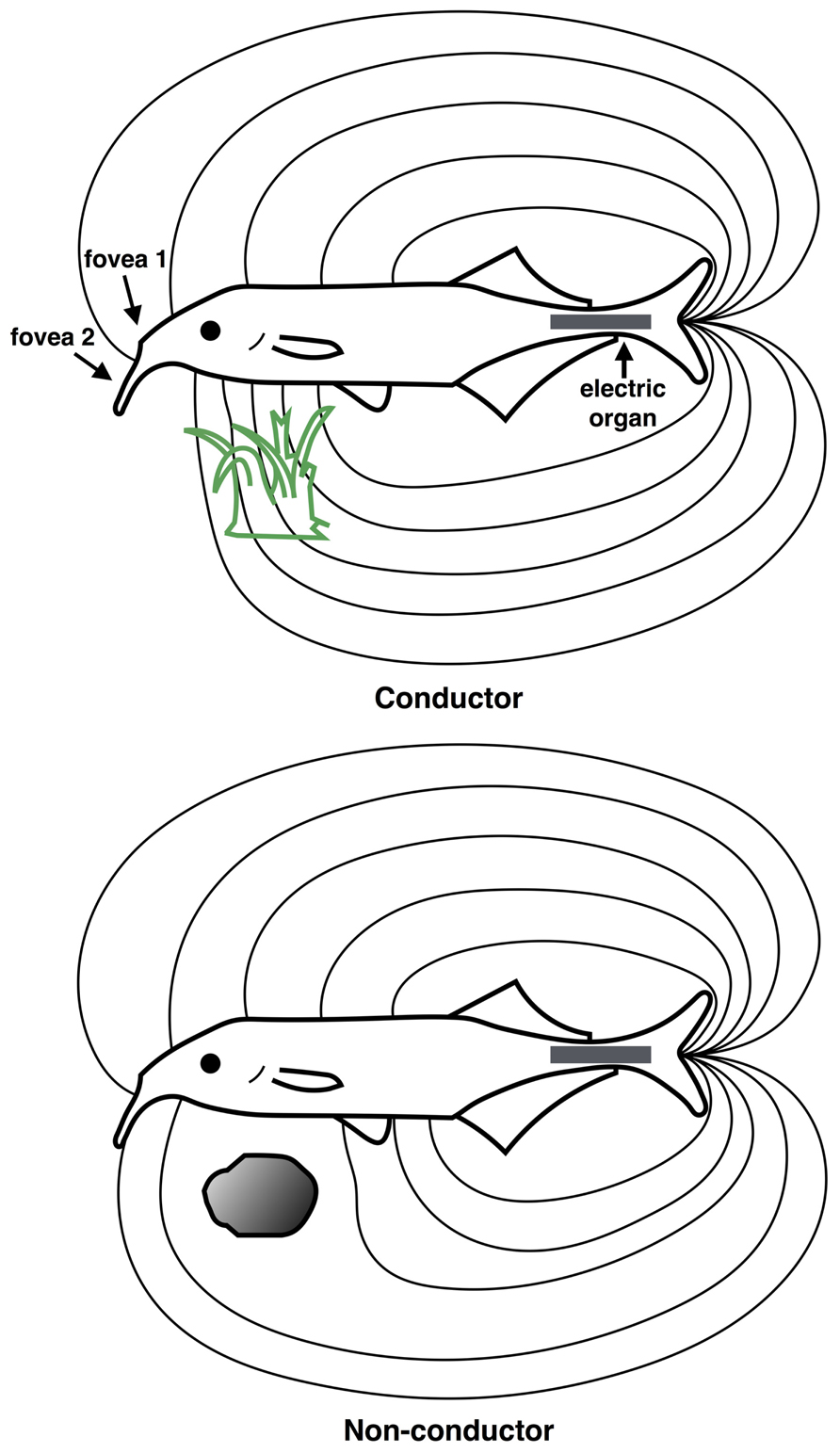 Una fauna electrizante: los peces electrógenos