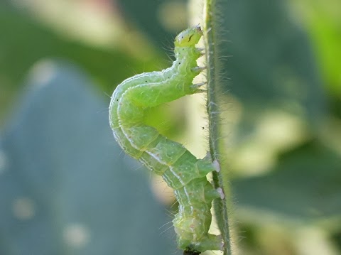 Lilyfield Life: Controlling Looper Caterpillars in your Garden