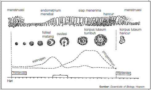 REPRODUCTION SYSTEM: OVULASI & MENSTRUASI